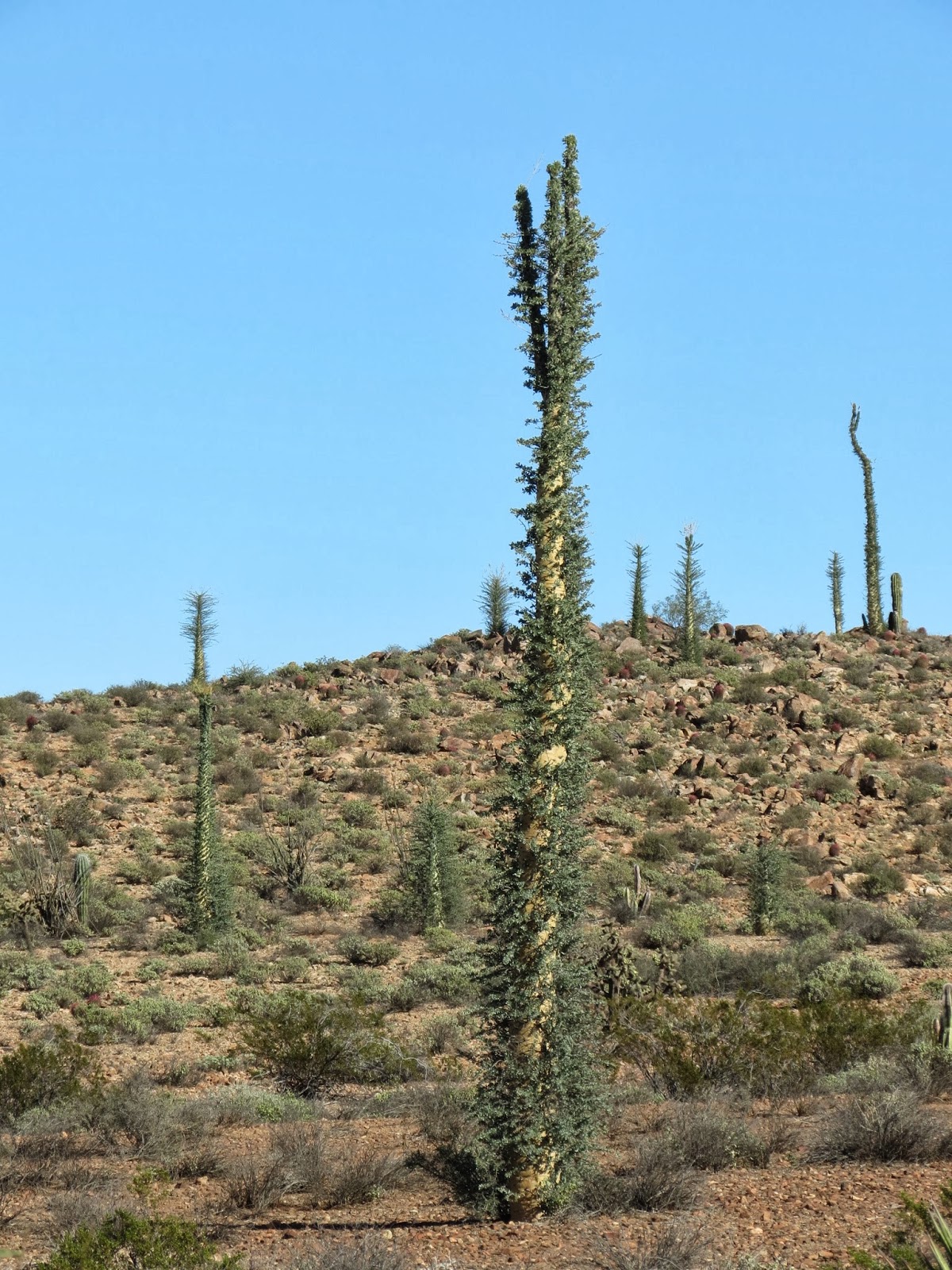 Where's Liz? 2014: Land of the Boojum Trees