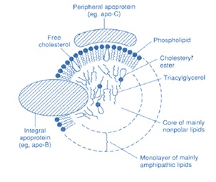 Lifelong Learner Pharmacist: PENGERTIAN, KOMPOSISI DAN KLASIFIKASI ...