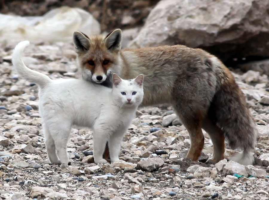 Unlikely friendship, cat and fox (10 pics) | Amazing Creatures