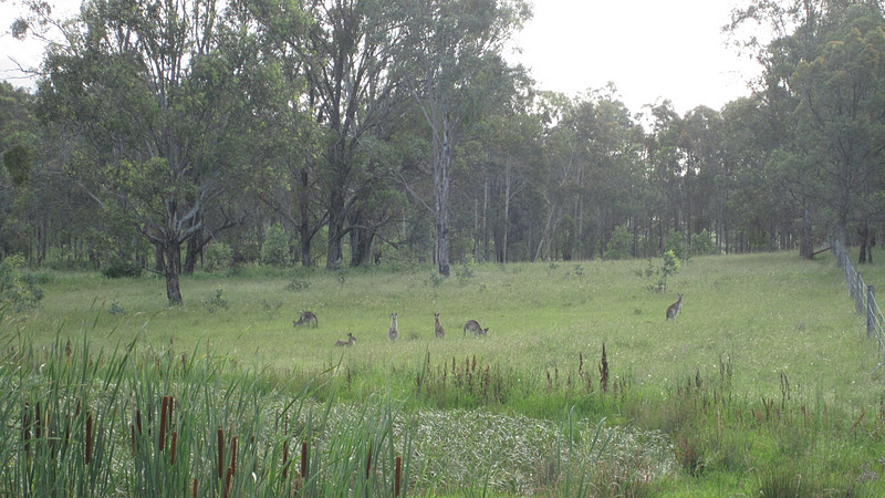 Tokyo Blond: Hunting for Roos and Wine