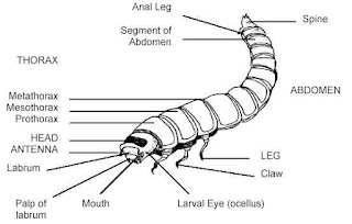 The Art & Science of ME: Darkling Beetle Life Cycle