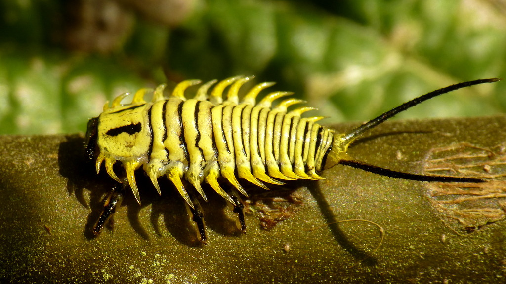 Real Monstrosities: January 2018