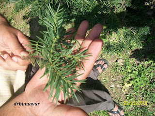 Ayurveda - Way to healthy life: Talisa patra- Abies webbiana