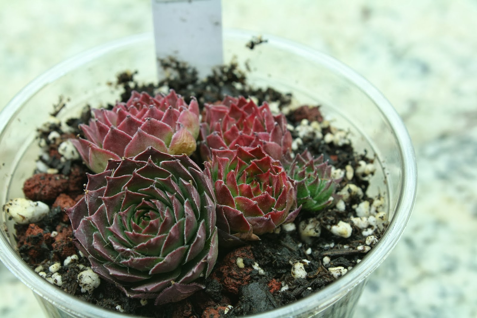 The Root Record: My Sempervivums