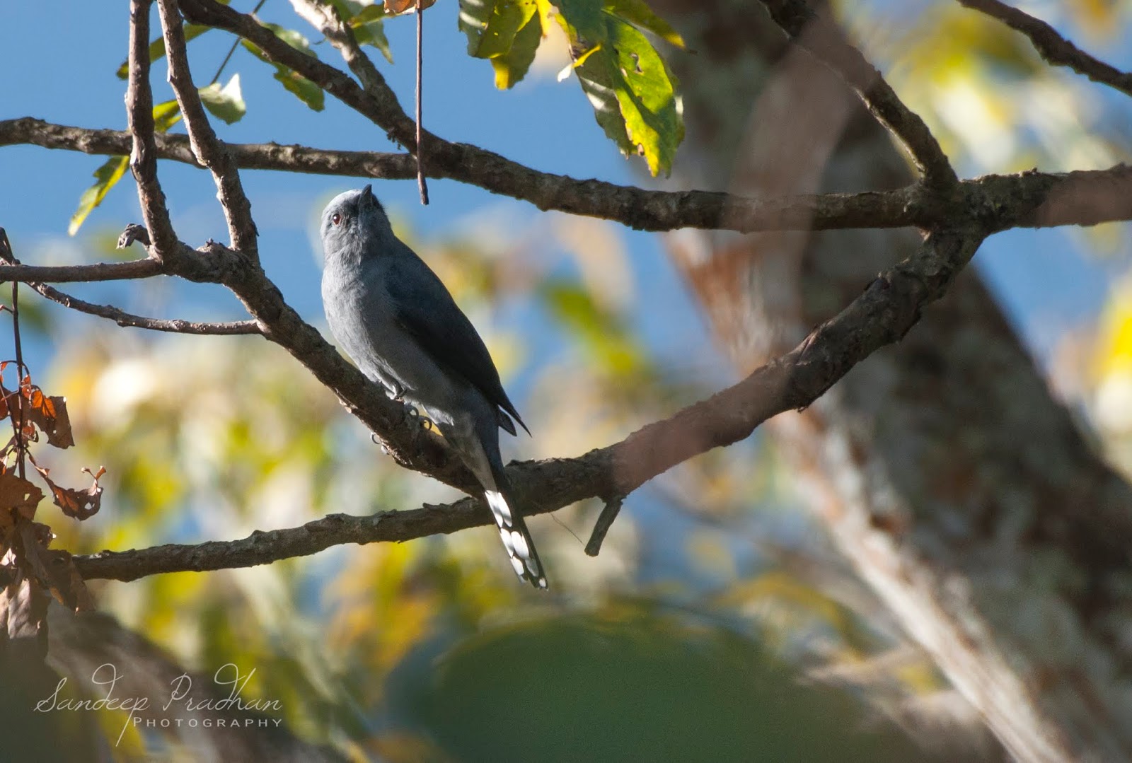 SHARING OPINION: BIRDS OF ARITAR & SIKKIM