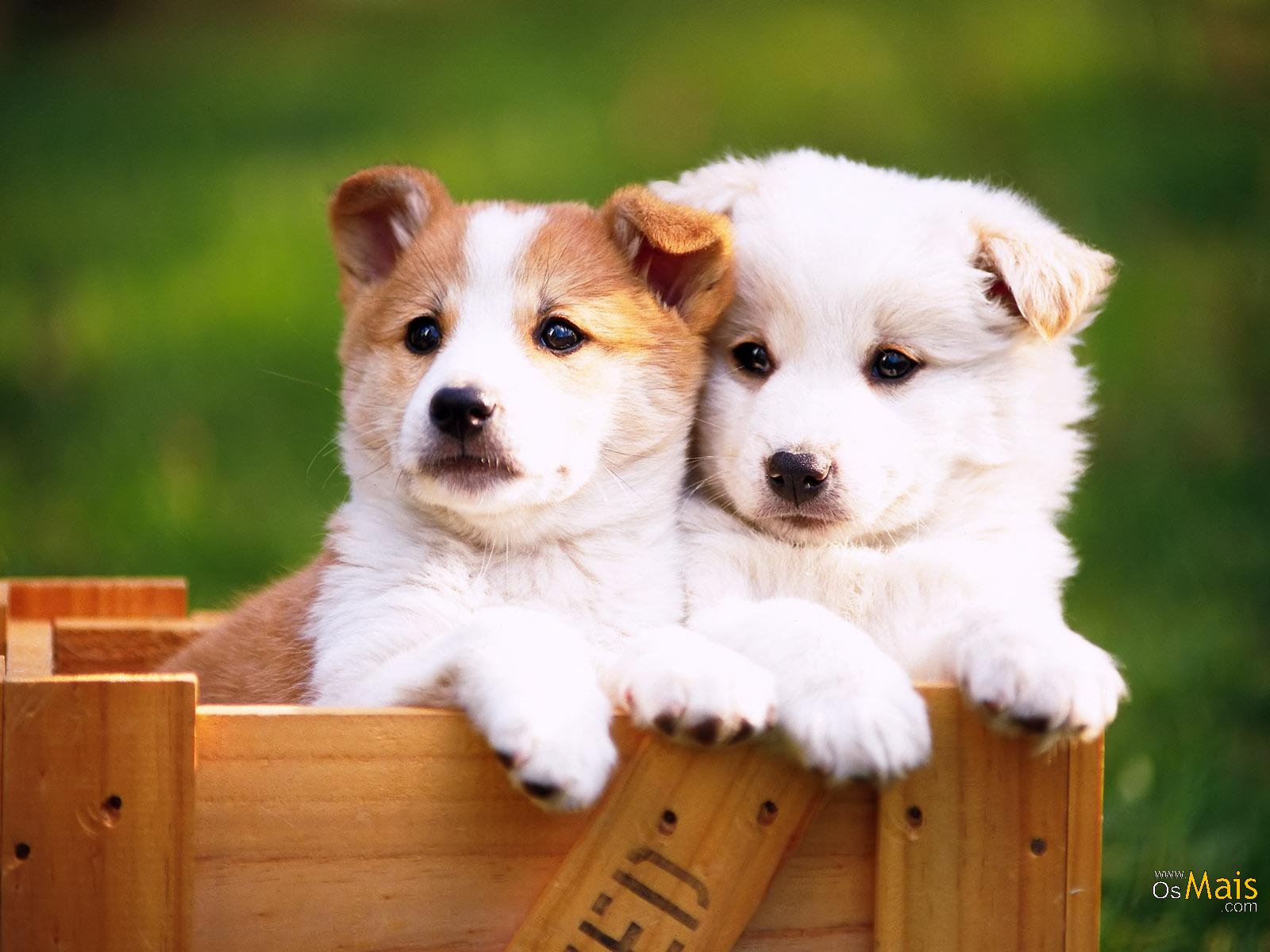 annye diz:: Pets Fofos