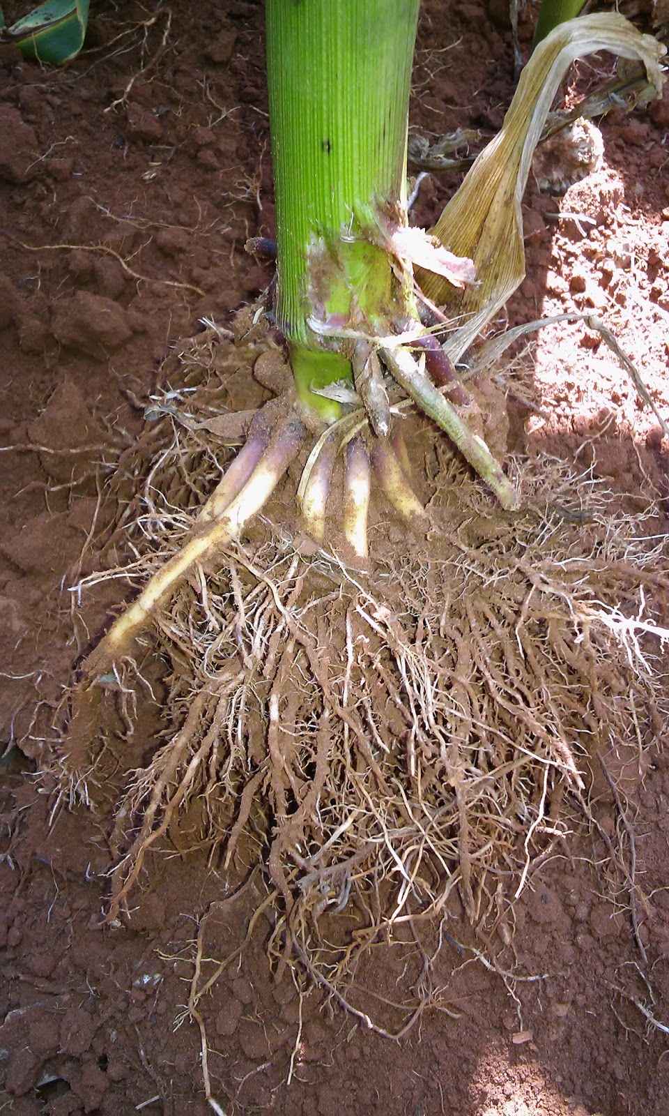 Técnico Agropecuária 2015 - IFTM: MORFOLOGIA DAS PLANTAS