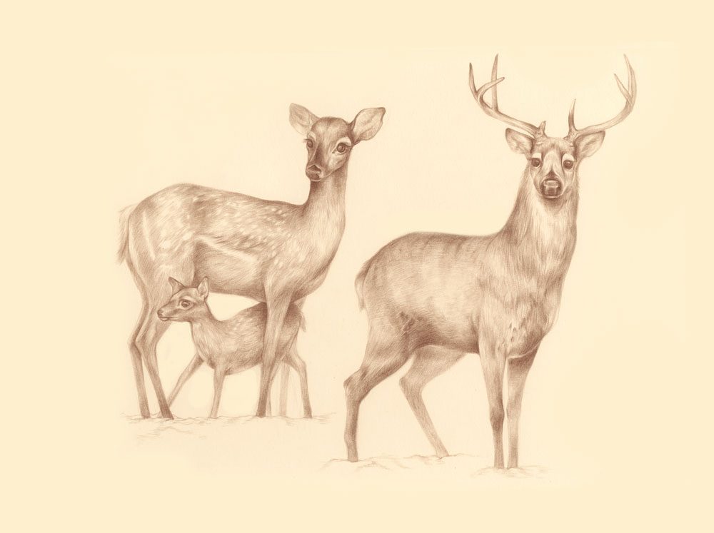 illustration and motion news