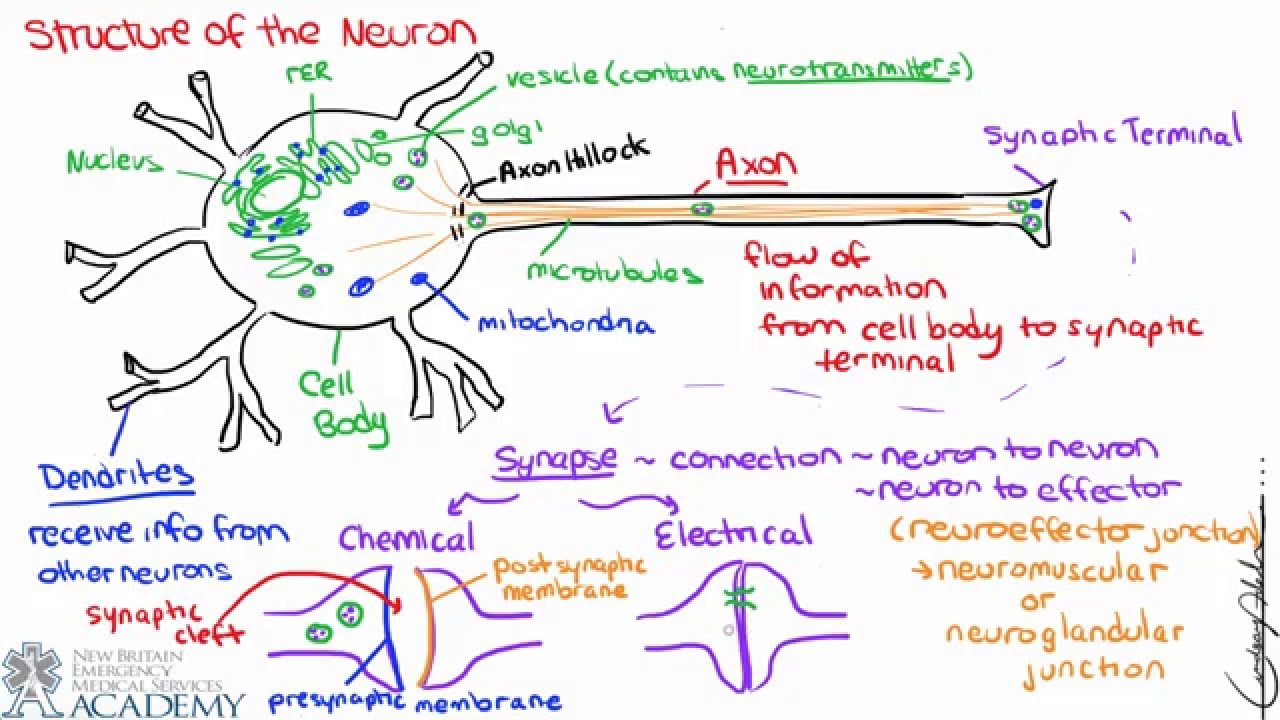 Structure and function of Neuron
