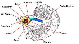 Betta Anatomy ~ Nice Betta