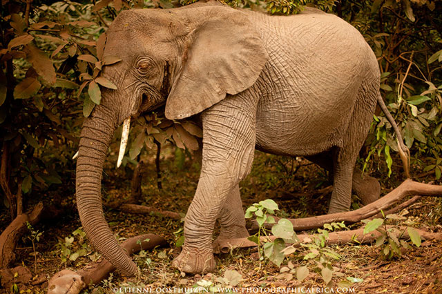 White Wolf : Albinoid Baby Elephant sighting in Africa