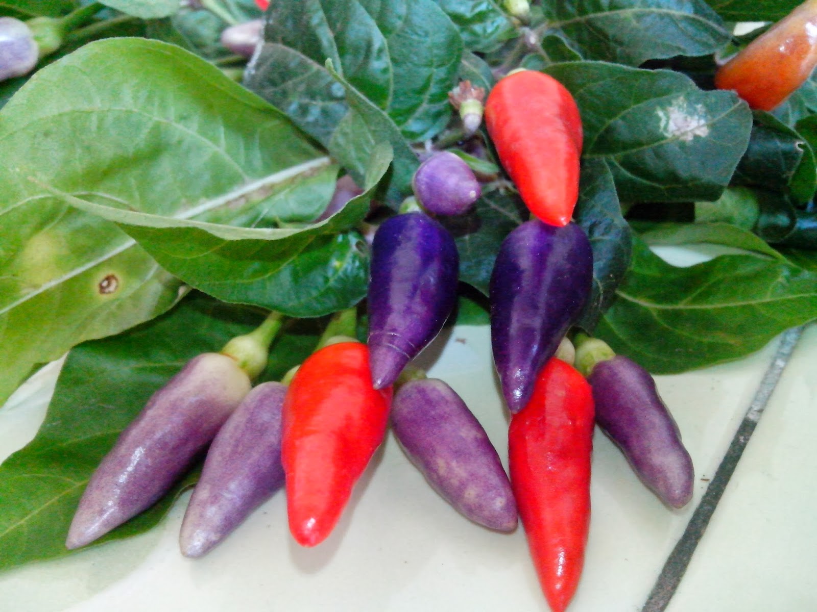Endah Murniyati's Journey: TRICOLOR CHILLI PEPPER