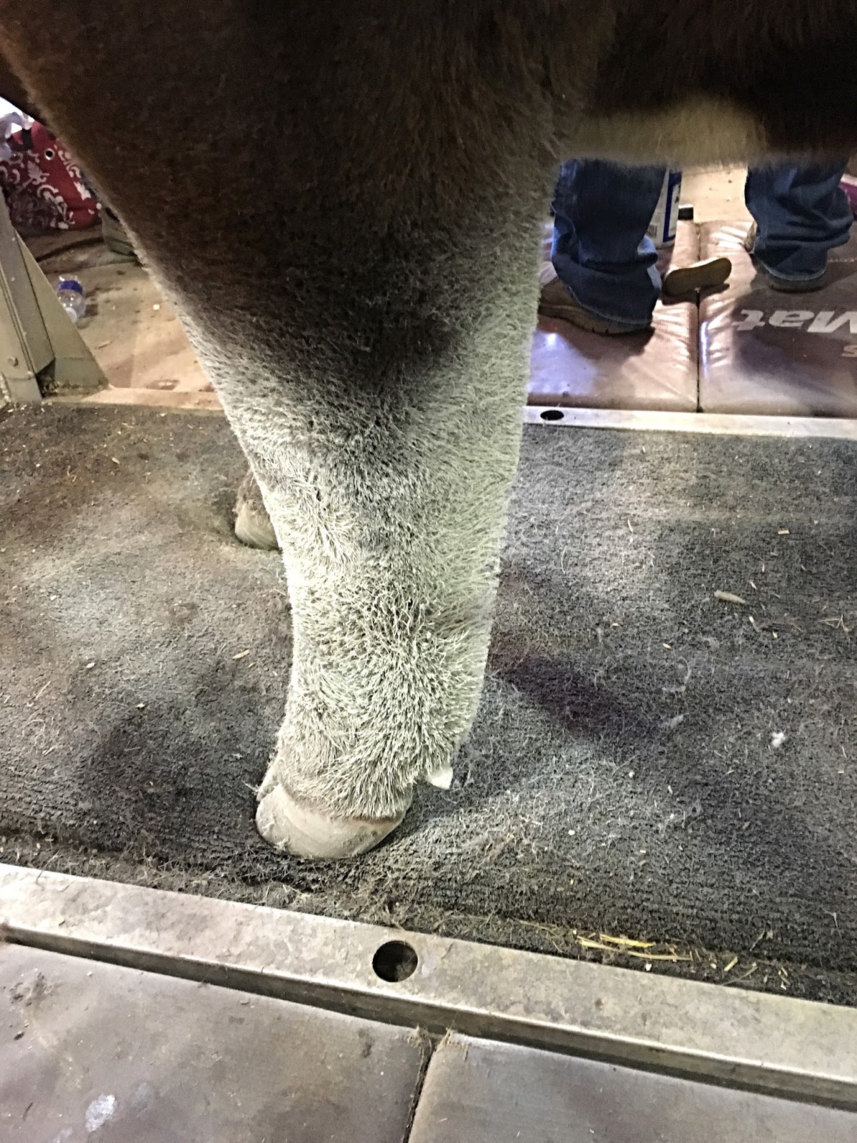MITTAG Blog: 2017 FITTING PERFECTION CONTEST | FRONT LEGS