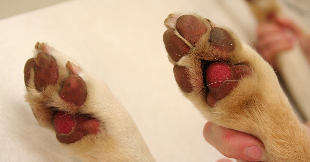 Interesting Facts You Didn't Know About Dog Feet - Doglopedix