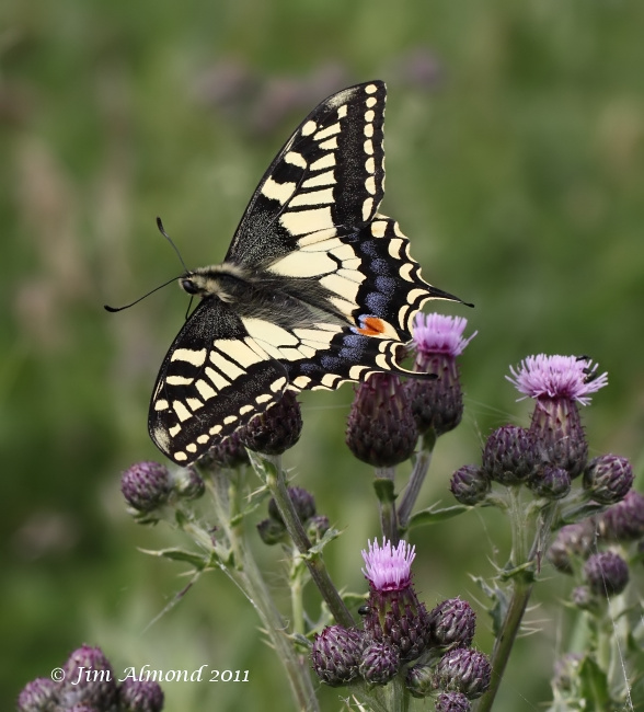 Shropshire Birder: Norfolk day 2 - Swallowtails