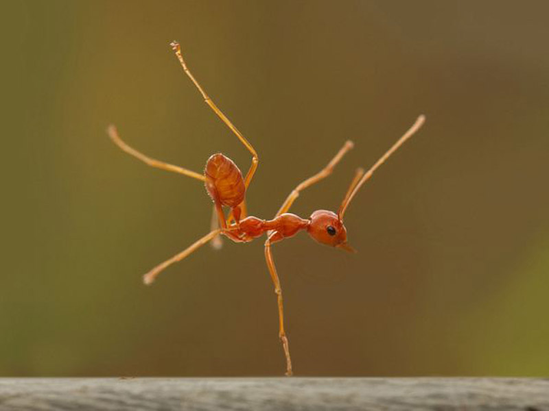 Ants Dancing on One Foot