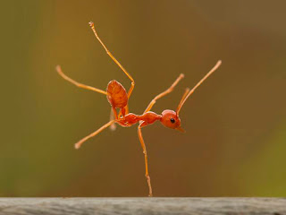 Ants Dancing on One Foot