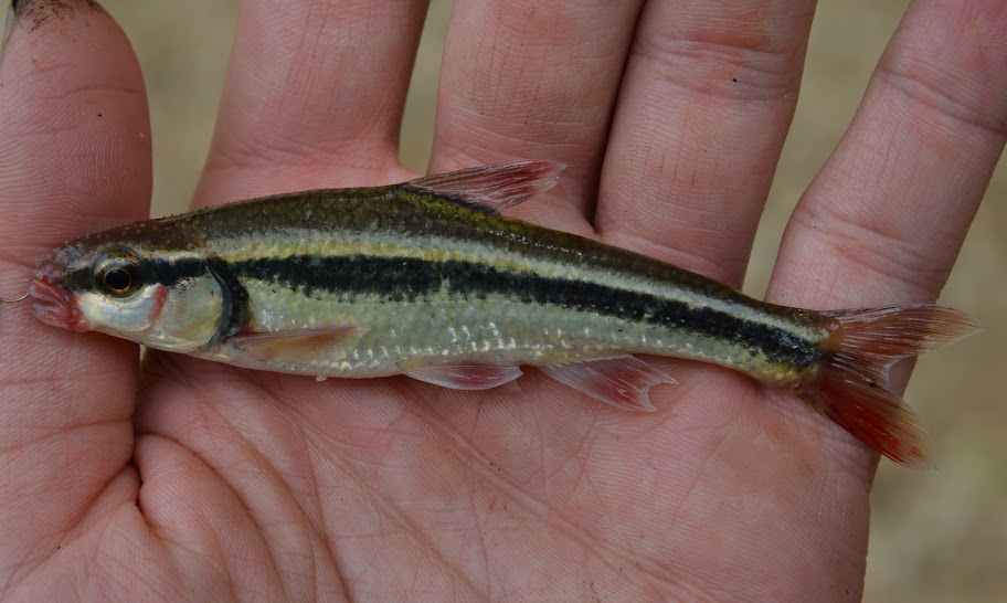 Ben Cantrell's fish species blog: Return to southern Illinois: toothy ...