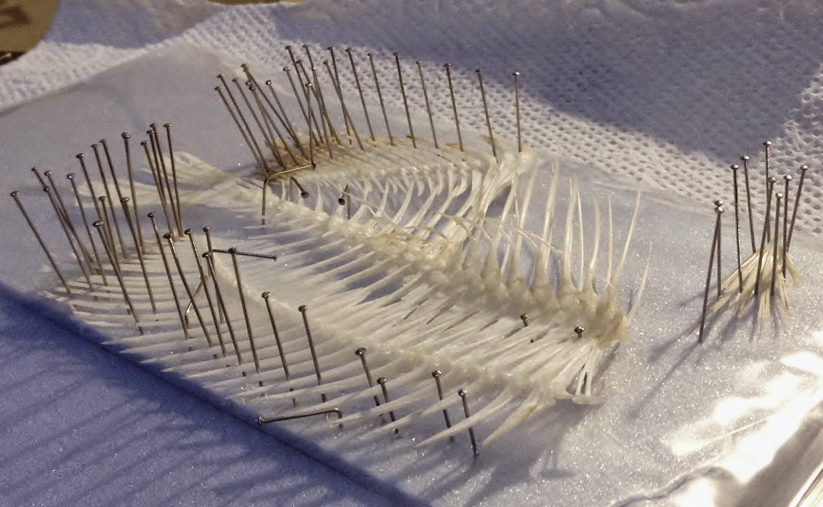 Skulls, bones and fish soup