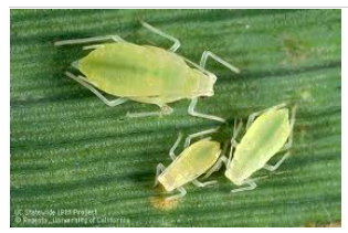 Harga Jagung BNS Indonesia: Hama " KUTU DAUN " Pada Tanaman Jagung dan ...