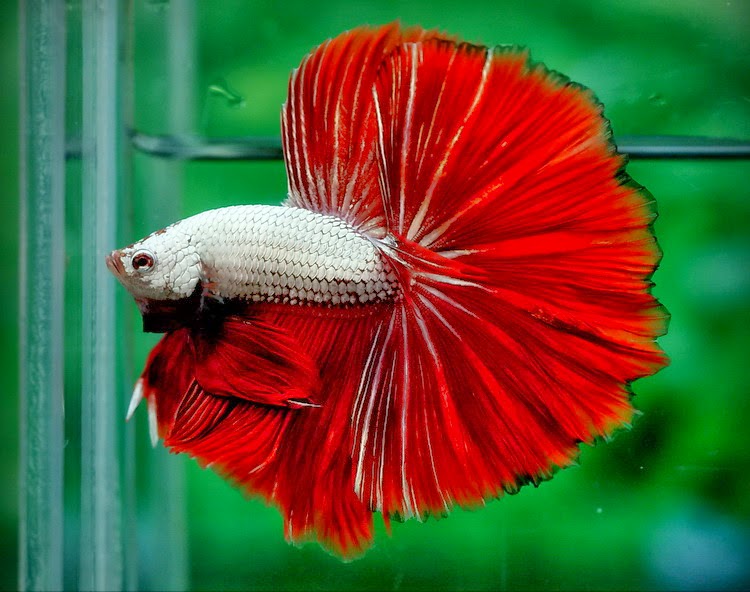 Cá Betta Rồng Đỏ - Red Dragon - Cá Betta