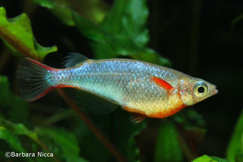 akvasvet.org: Oryzias woworae Blue Neon Oryzias