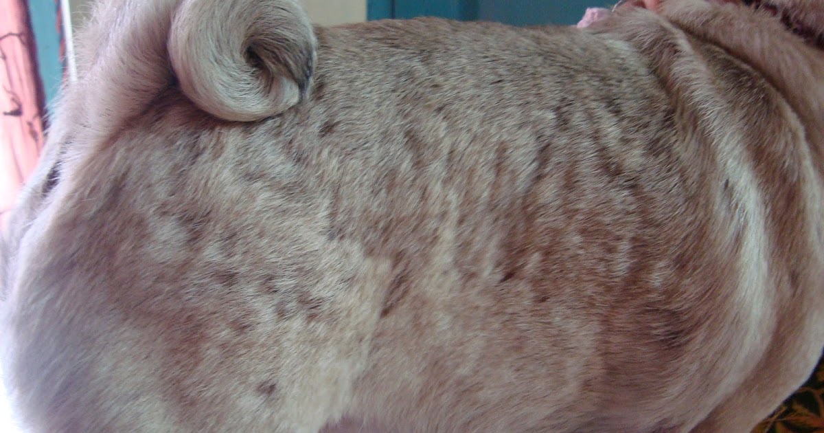 geetasharmavet: FUNGAL INFECTION - SKIN