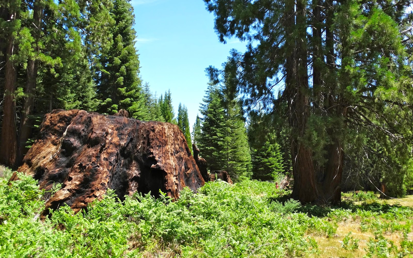 Our Four Wheel Camper: Converse Grove - Sequoia NF - "Happy to have a ...