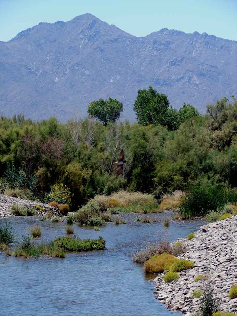 Birding Without Barriers: Tour of Tres Rios Wetlands