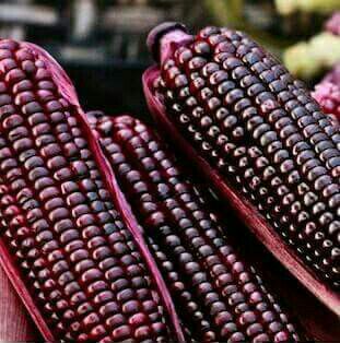 Milho e seu significado Indigena