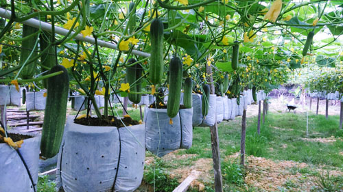 CMBIZZ Agro Trainer Dengan Kerjasama Kuala Medang BioFarm: Fertigasi Timun