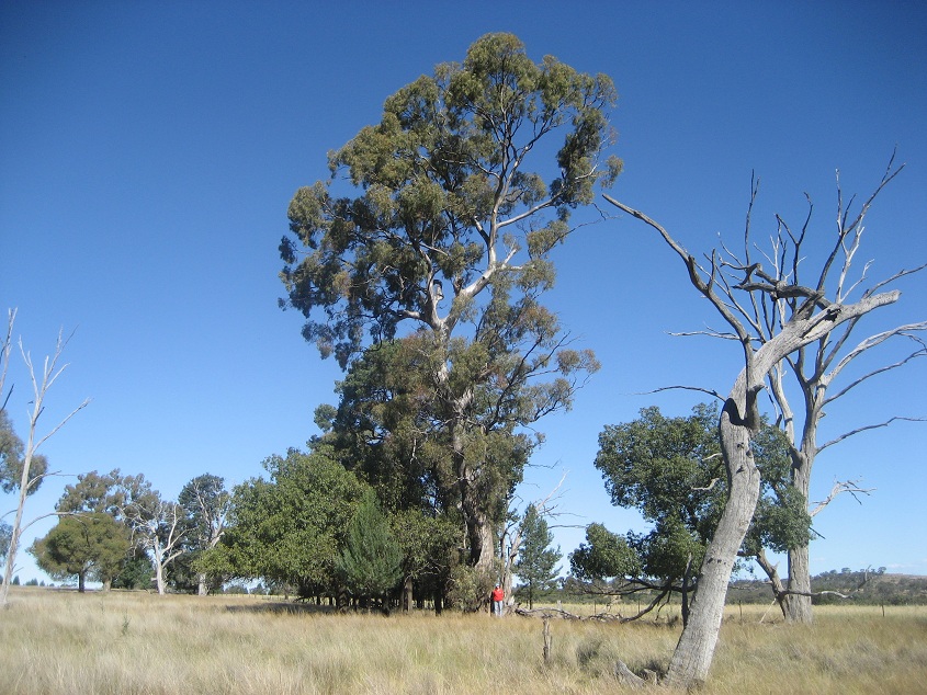 Ochre Archives: Big Trees on Ochre Arch