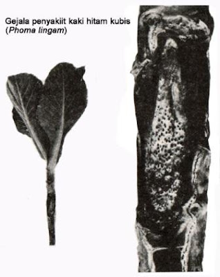 PLANT HOSPITAL: MACAM-MACAM PENYAKIT PADA KUBIS