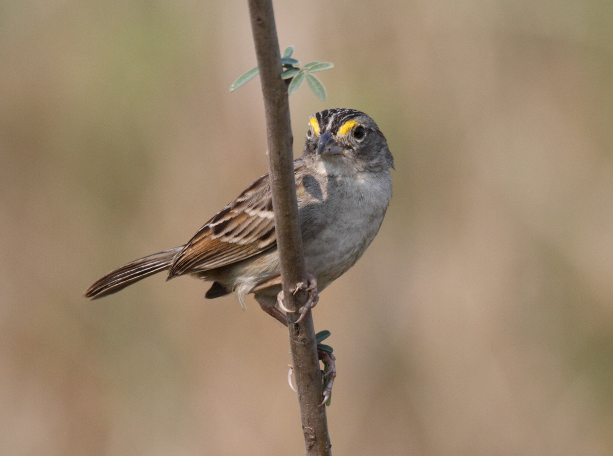 Brazilian Birds: Passerellidae