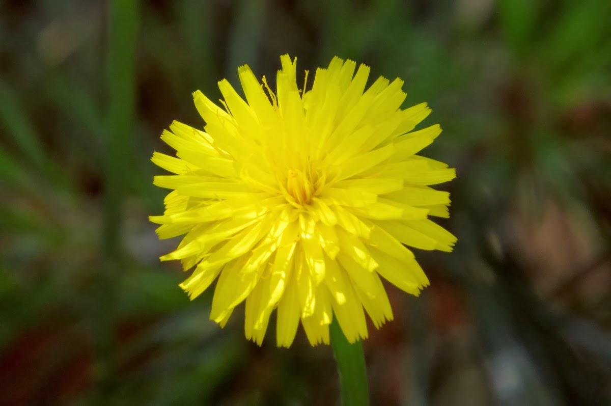 Dientes de león タンポポ: Soplar un diente de león ...