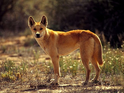 Dingo | Wildlife Photos and Info | The Wildlife