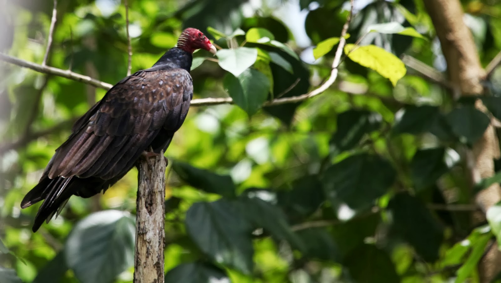 Instantes alados Costa Rica: Zopilote cabecirrojo