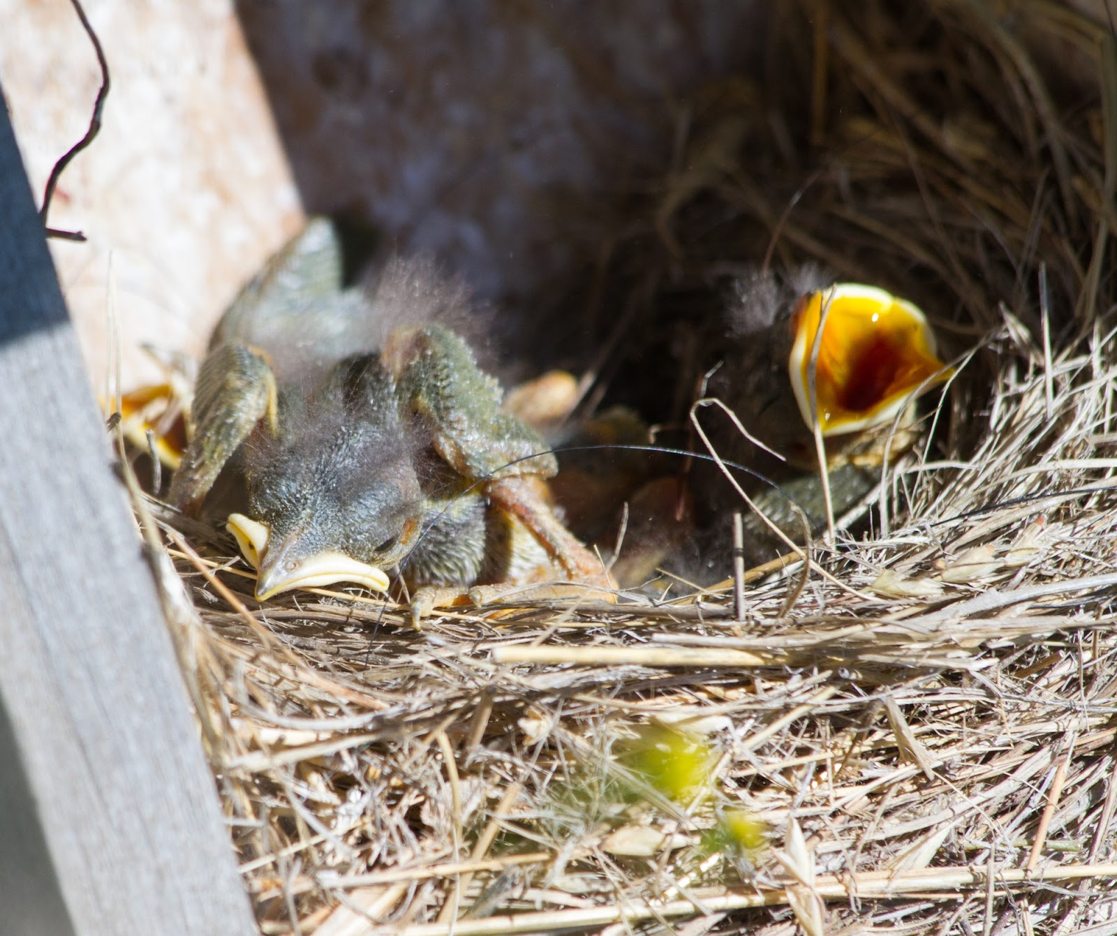 Birding Is Fun!: Guest Post: Bluebird Man