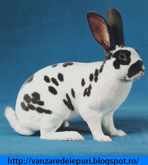 Vanzare de Iepuri si Iepurasi: Rex Dalmatian rasa pura