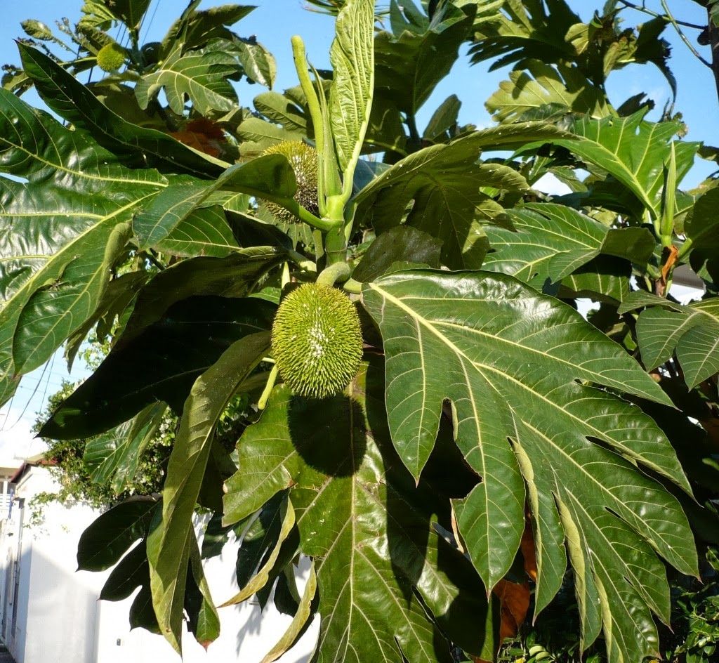Perbedaan Sukun dengan Kluwih - The difference between Artocarpus ...