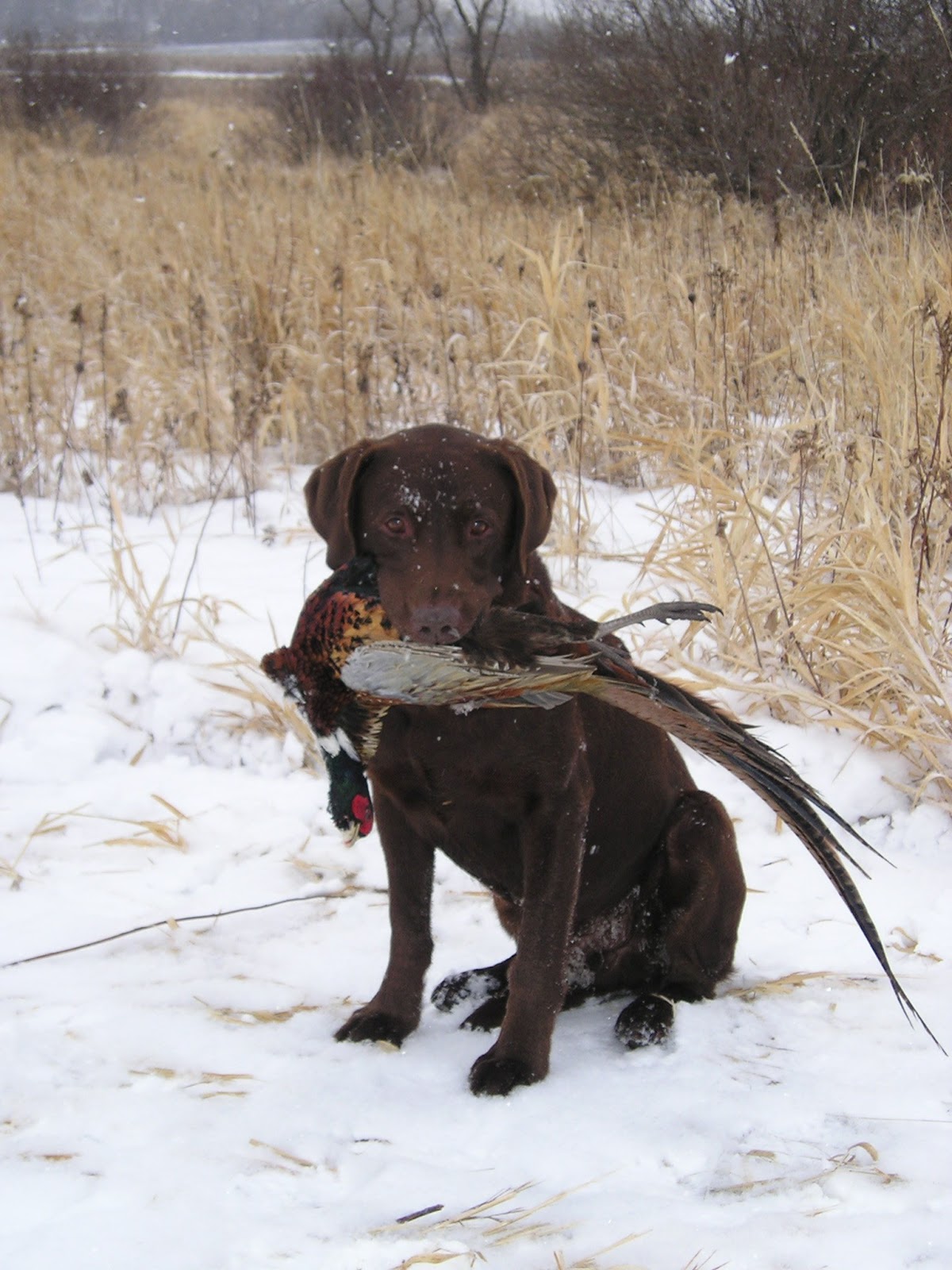 45 Meaningful Female Chocolate Labrador Names 45-meaningful-female-chocolate-labrador-names