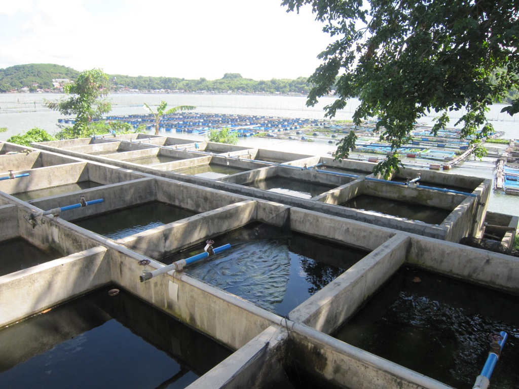 Freshwater Shrimp Suppliers With Best Product Technology Fresh Water Shrimps Farming