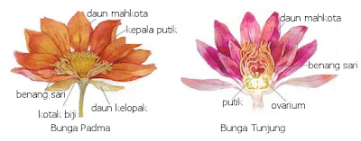 Tumbuhan Bali: Padma: Bunga Lambang Kesucian