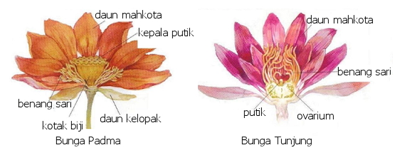 Tumbuhan Bali: Padma: Bunga Lambang Kesucian