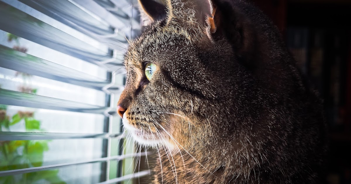 Pets Behaving Badly Solutions With Dr Kate Environmental Enrichment pets-behaving-badly-solutions-with-dr-kate-environmental-enrichment