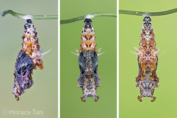 Butterflies of Singapore: Life History of the Plain Lacewing