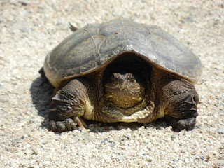 Albie Rock: memorial.