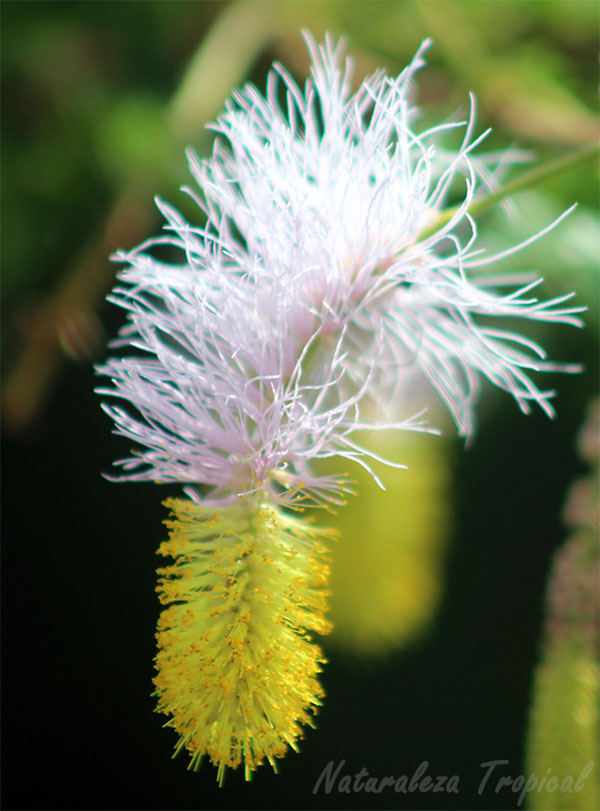 El Marabú, Dichrostachys cinerea, planta invasora | Plantas