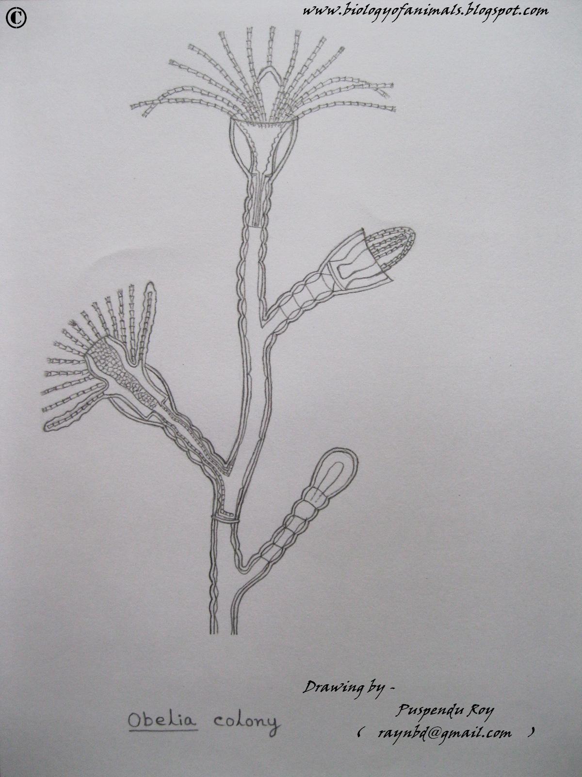 Biology of Animals: Sketch of Obelia colony
