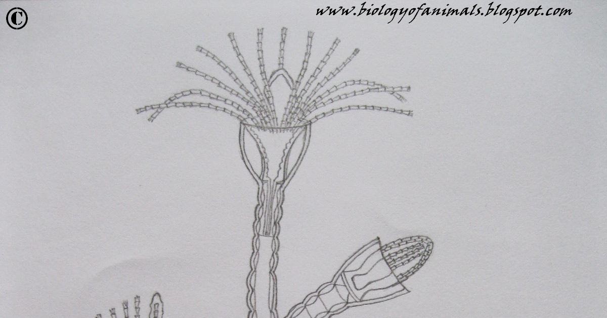 Biology of Animals: Sketch of Obelia colony